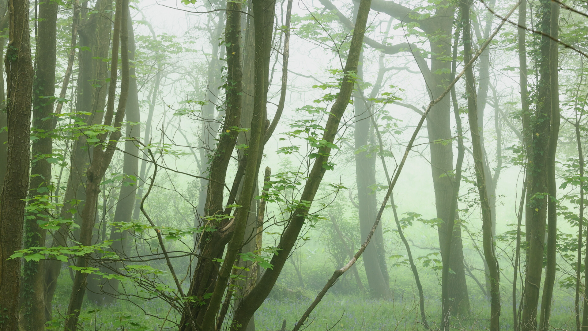 A year in the wood - FilmFreeway