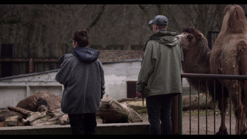 The camel - FilmFreeway