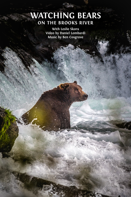 Watching Bears - FilmFreeway