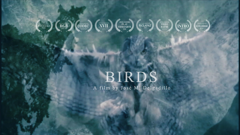 Birds - FilmFreeway