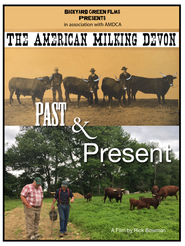 The American Milking Devon: Past & Present - FilmFreeway