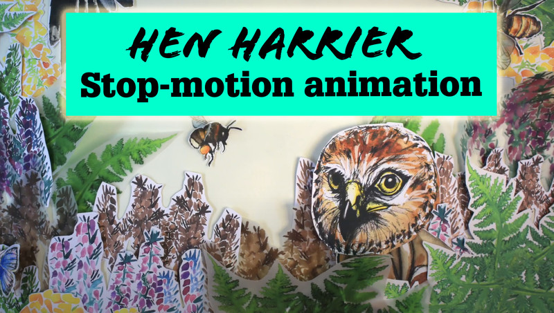 The Hen Harrier - FilmFreeway