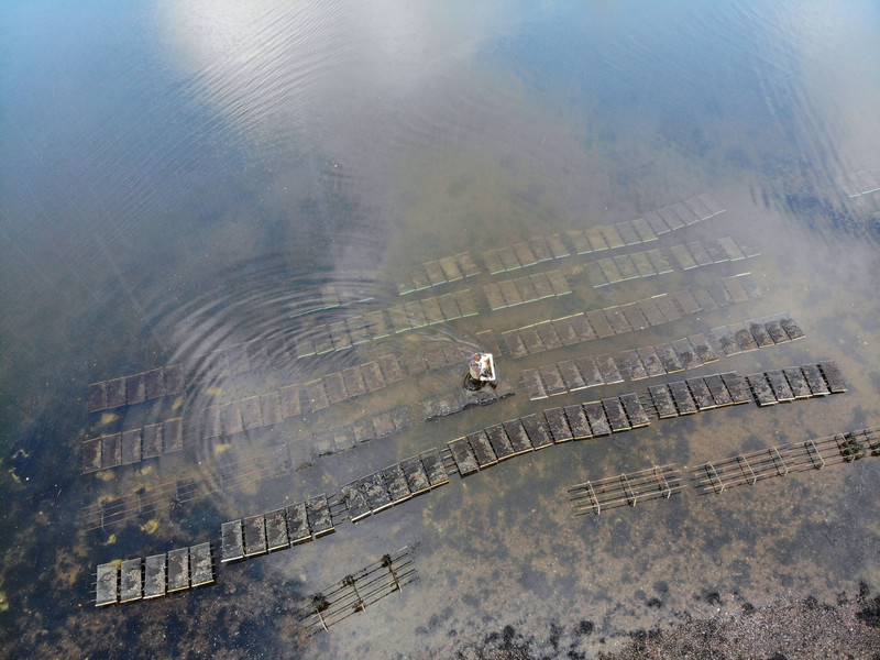Invasive Species - FilmFreeway