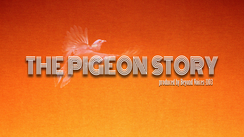 The Pigeon Story - FilmFreeway