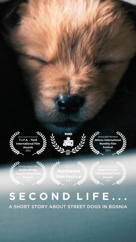 Second Life I Short Documentary about Street Dogs in Bosnia - FilmFreeway