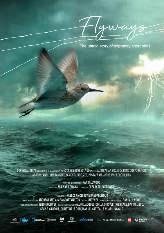 Flyways: the untold journey of migratory shorebirds - FilmFreeway