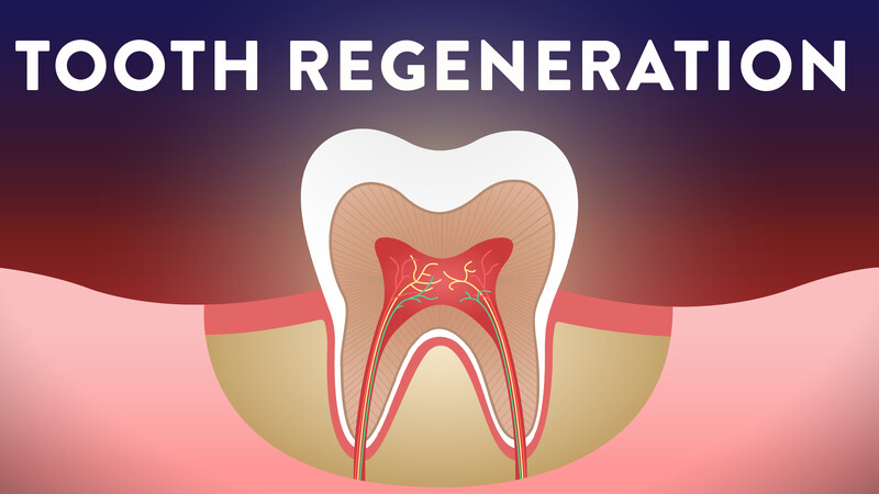 Tooth Regeneration - FilmFreeway