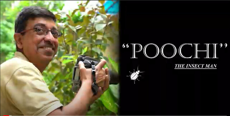 POOCHI - The Insect Man - FilmFreeway