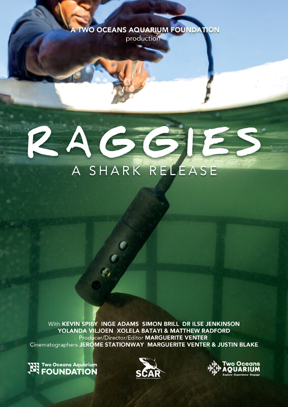 RAGGIES - A Shark Release - FilmFreeway