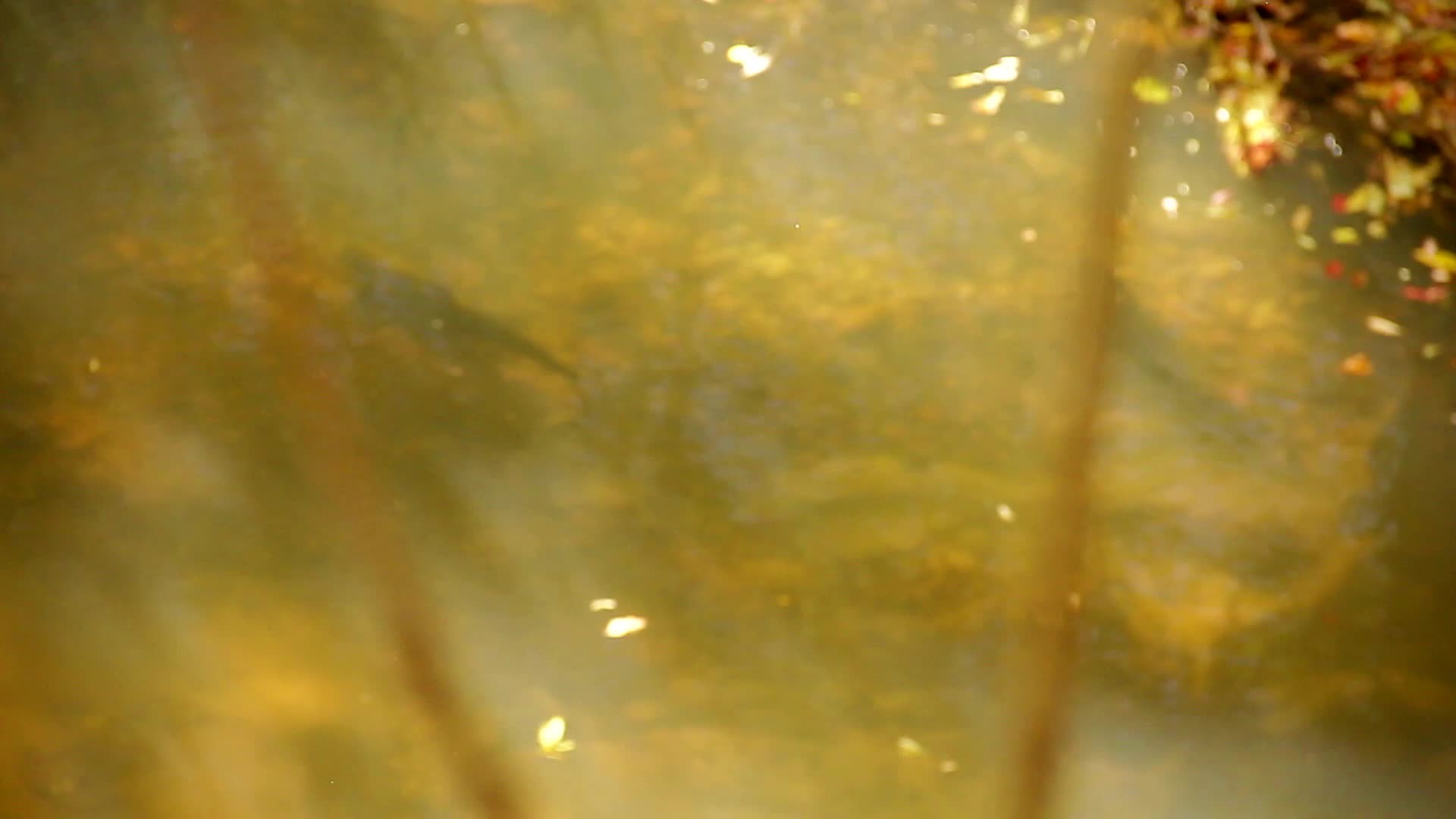 Best of Fall - FilmFreeway