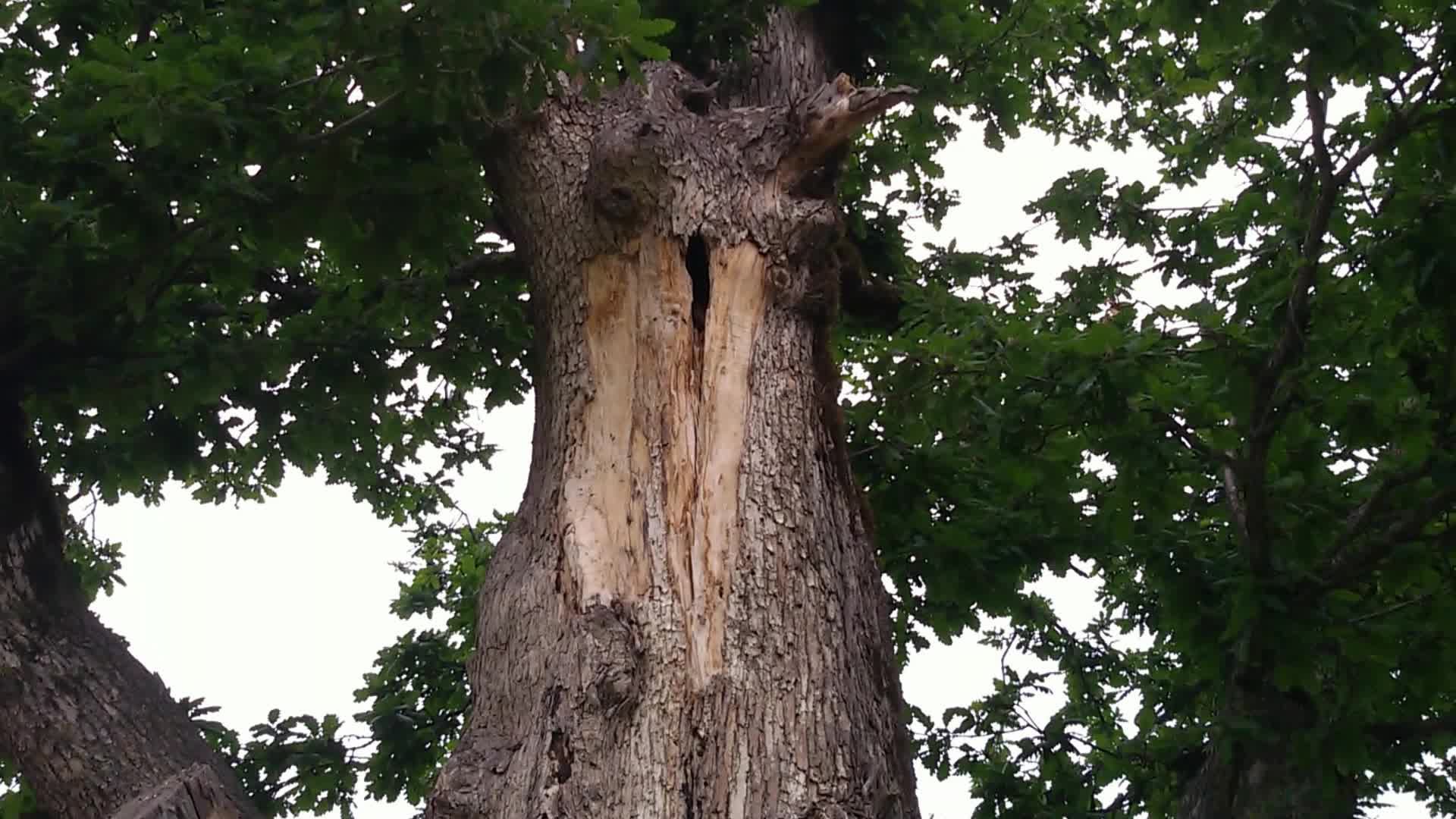 PHOENIX - FilmFreeway