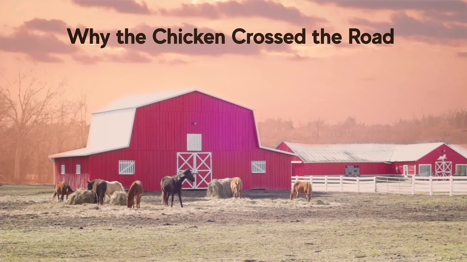 Why the Chicken Crossed the Road - FilmFreeway