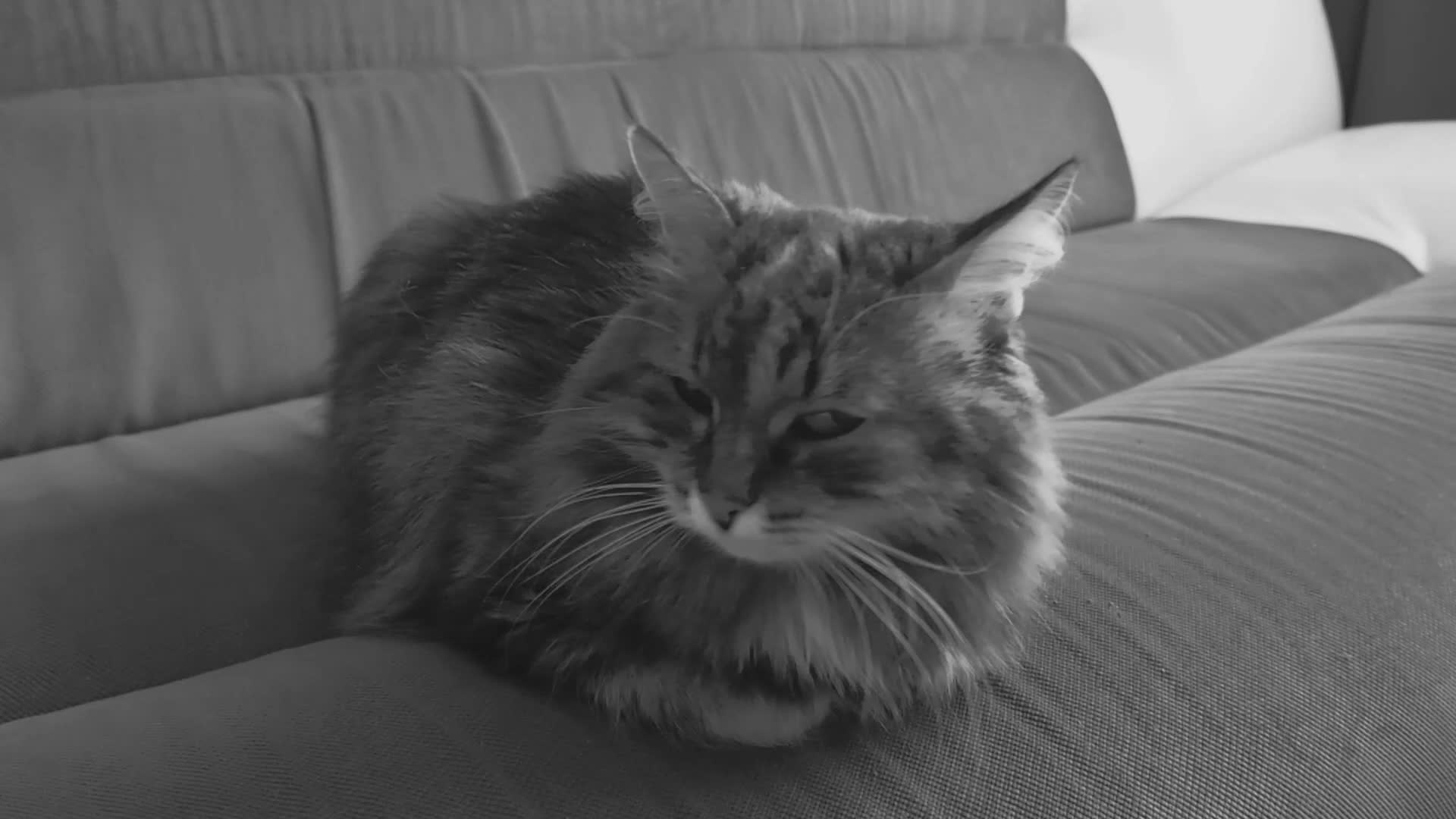 Draft (Flickers) - FilmFreeway