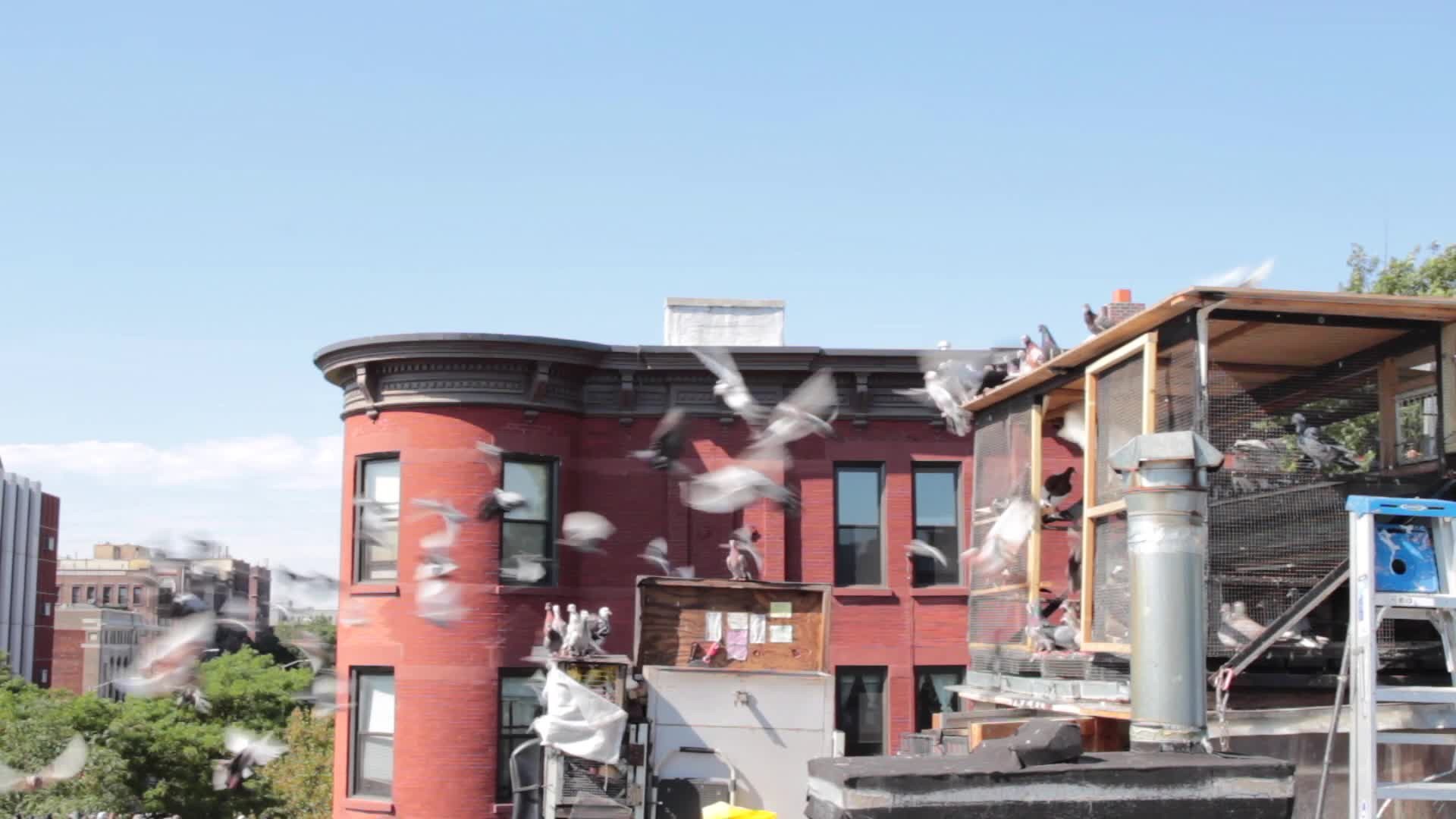 Pigeon Men - FilmFreeway