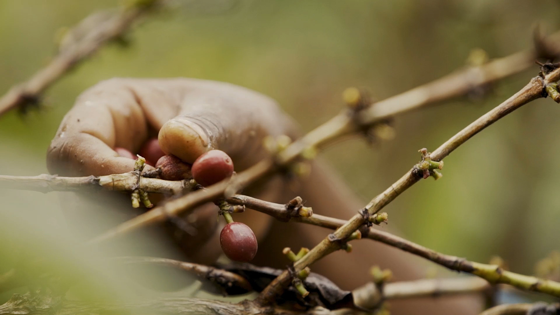 The Second Sunrise: Coffee and Rwanda - FilmFreeway