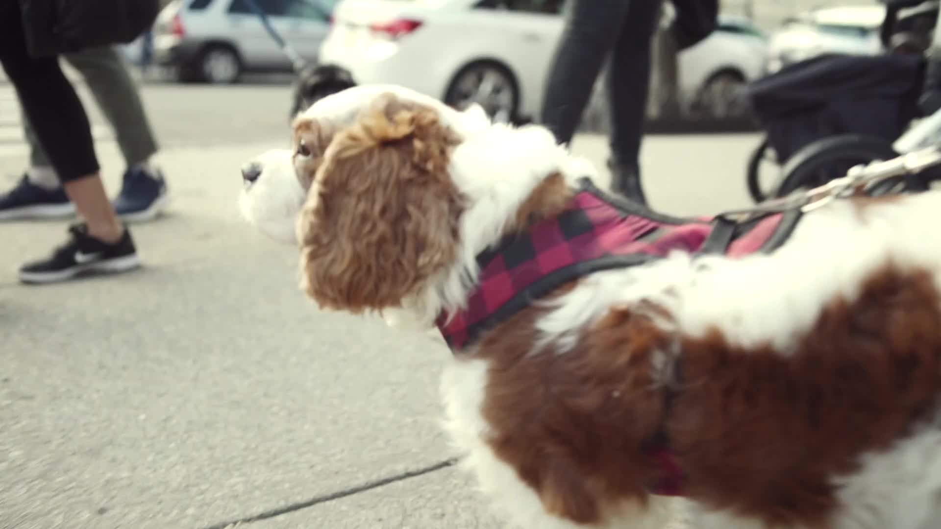 An American Life - FilmFreeway