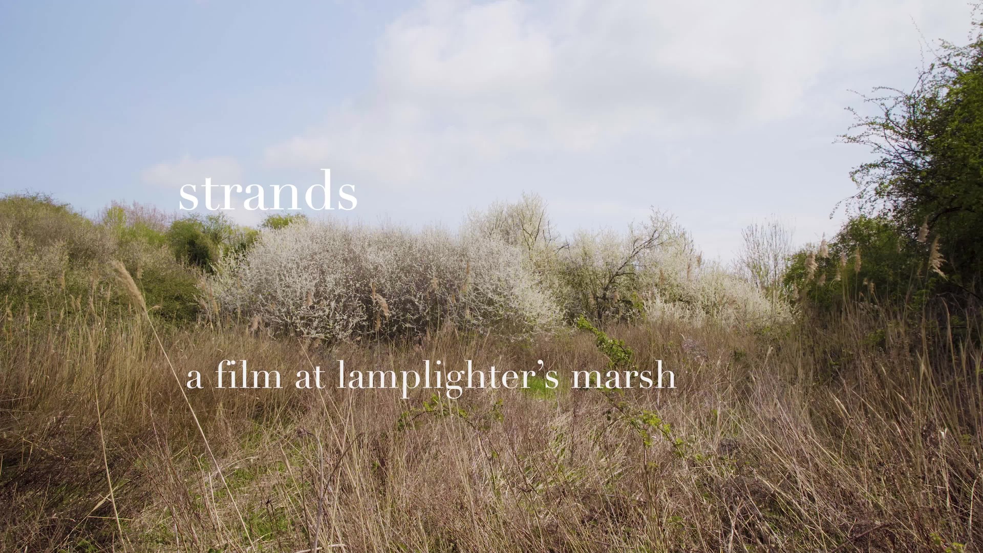 Strands - FilmFreeway