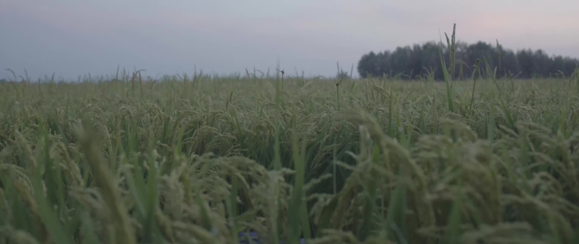 The Riceman - FilmFreeway