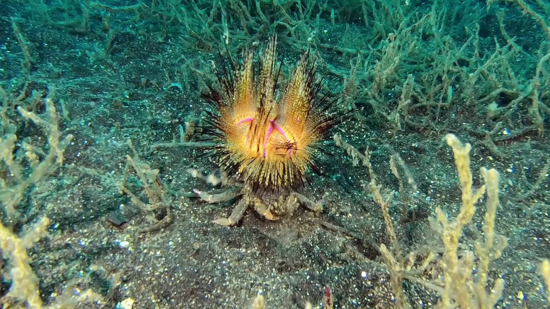 I've Got Crabs - FilmFreeway