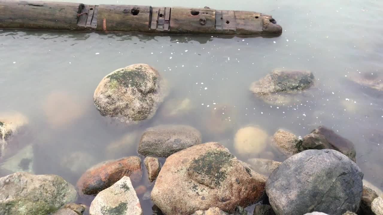 Rollie the Happy Log - FilmFreeway