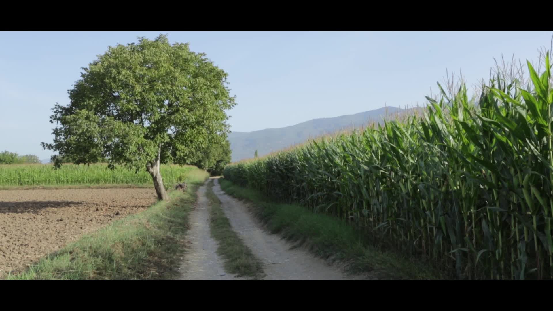 Spring - FilmFreeway