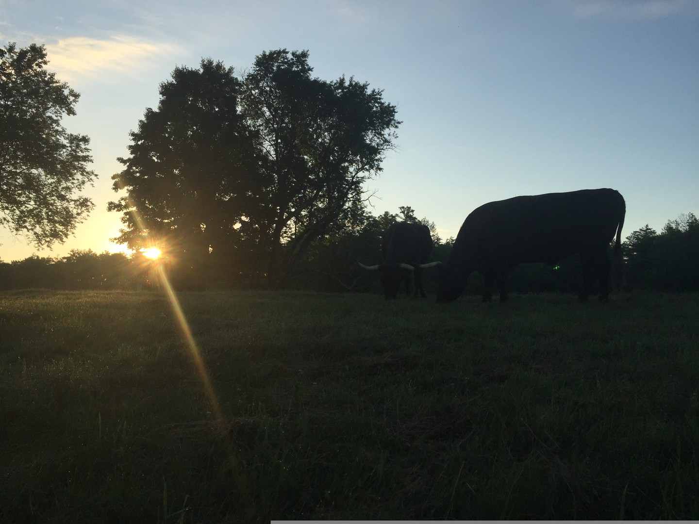 The American Milking Devon: Past & Present - FilmFreeway