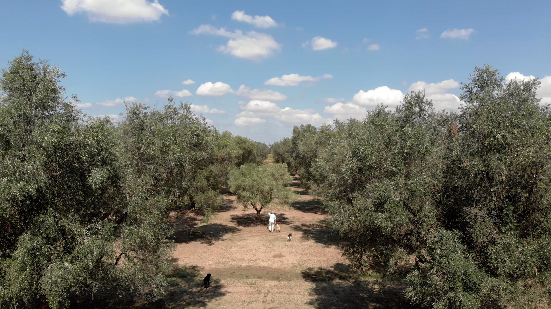 Xylella Fastidiosa - The Apocalypse of Salento - FilmFreeway