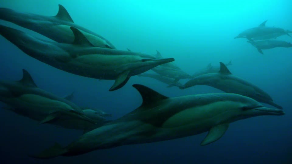 Ocean Super Predators - FilmFreeway