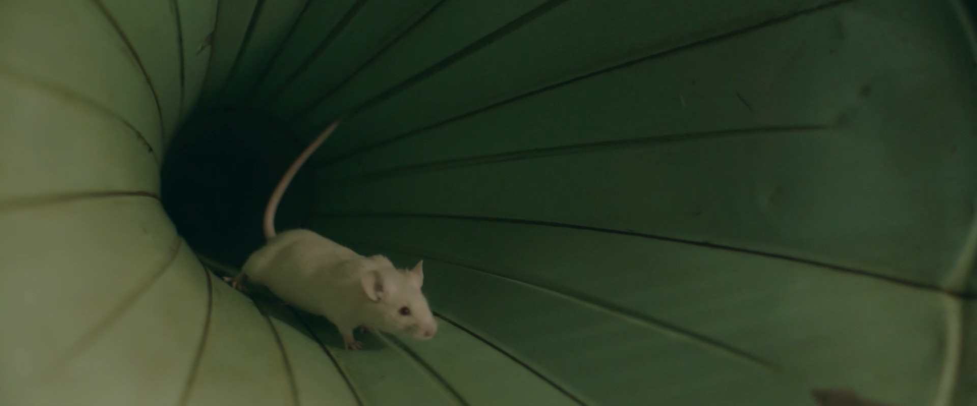 The Little Pest - FilmFreeway