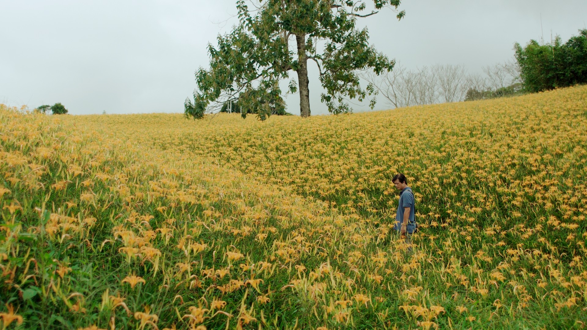 In Bloom - FilmFreeway