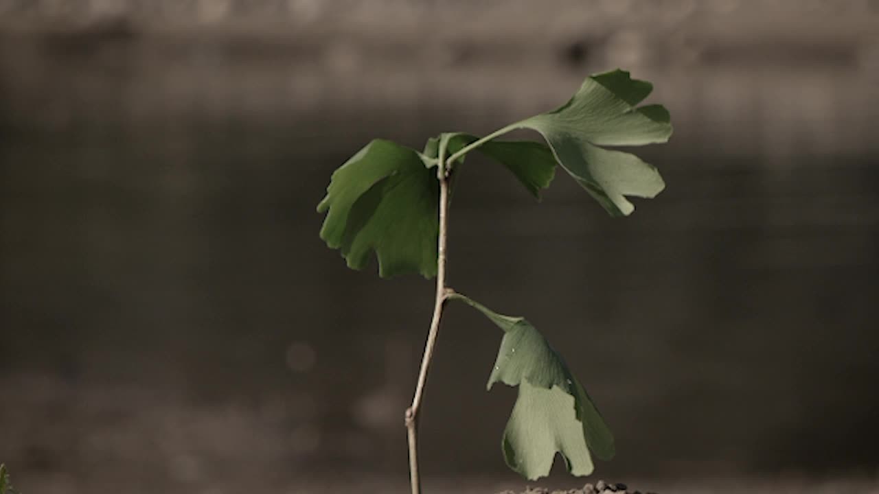 The Child With No Name - FilmFreeway