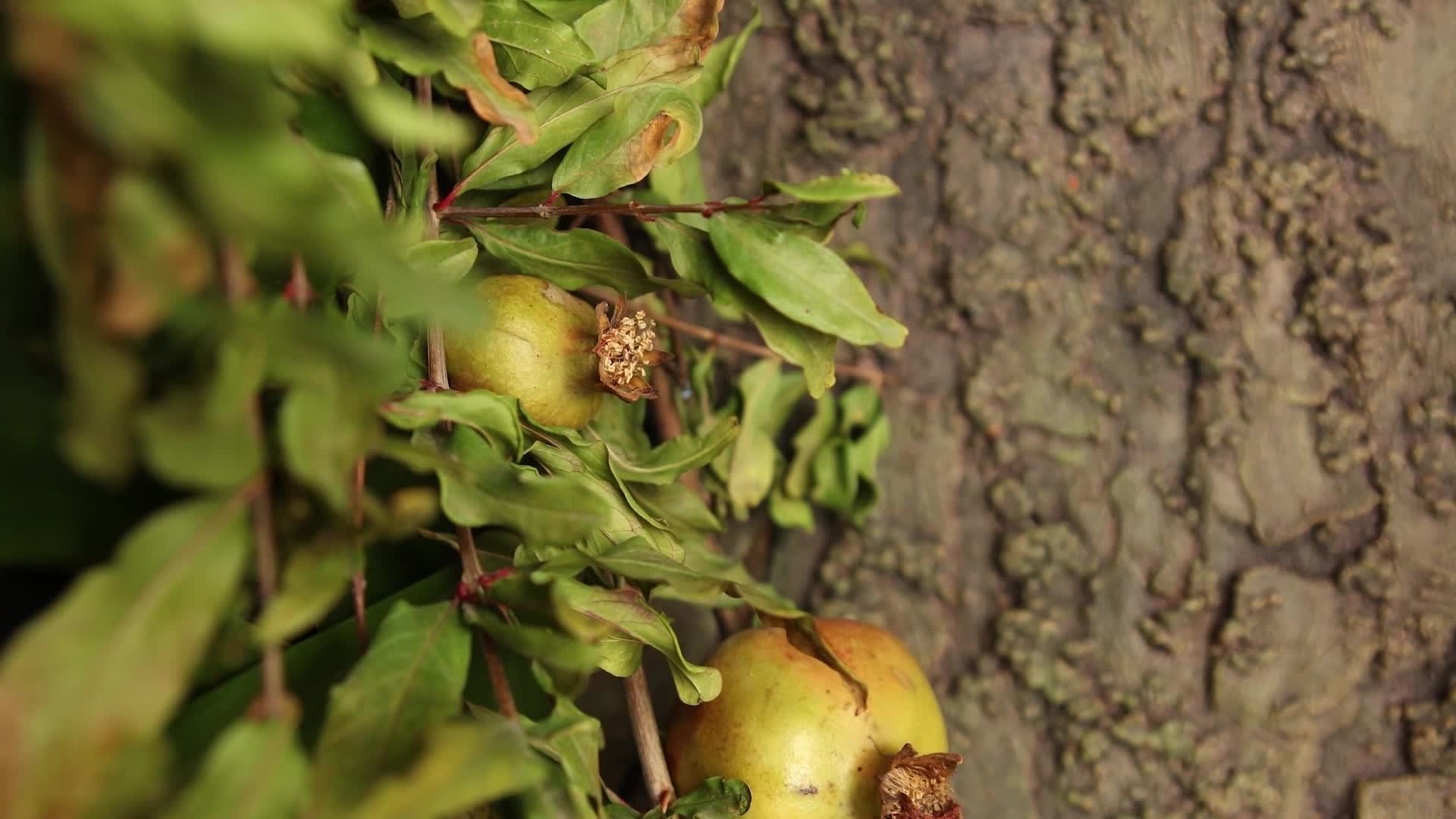 "Mother Finch" - FilmFreeway