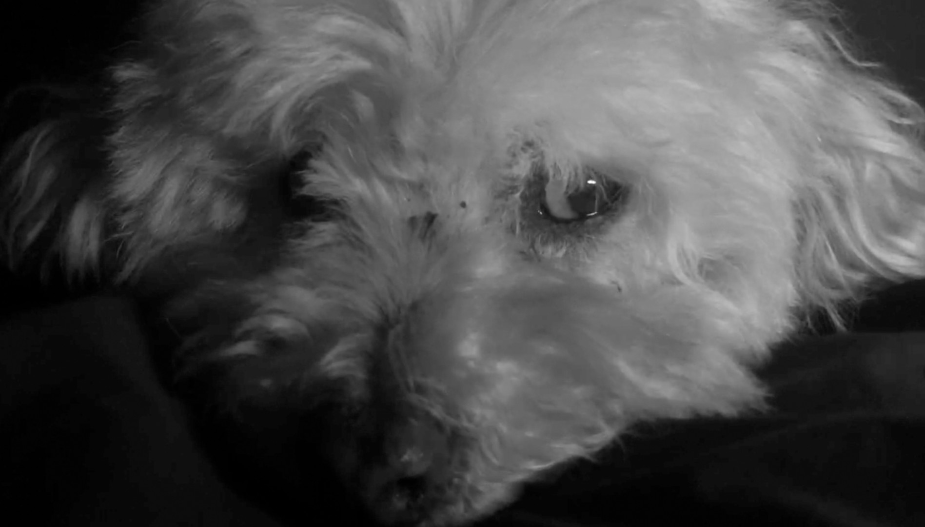 Sherman and Jack: Most Dogs Get Their Bone - FilmFreeway