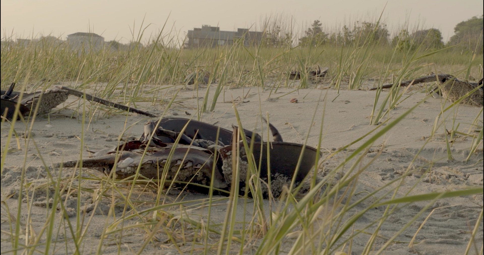 Remnants - FilmFreeway