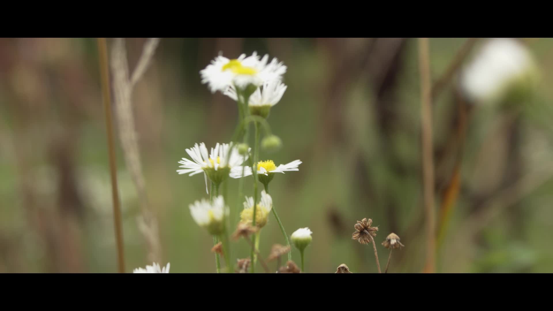 Inner Ability - FilmFreeway