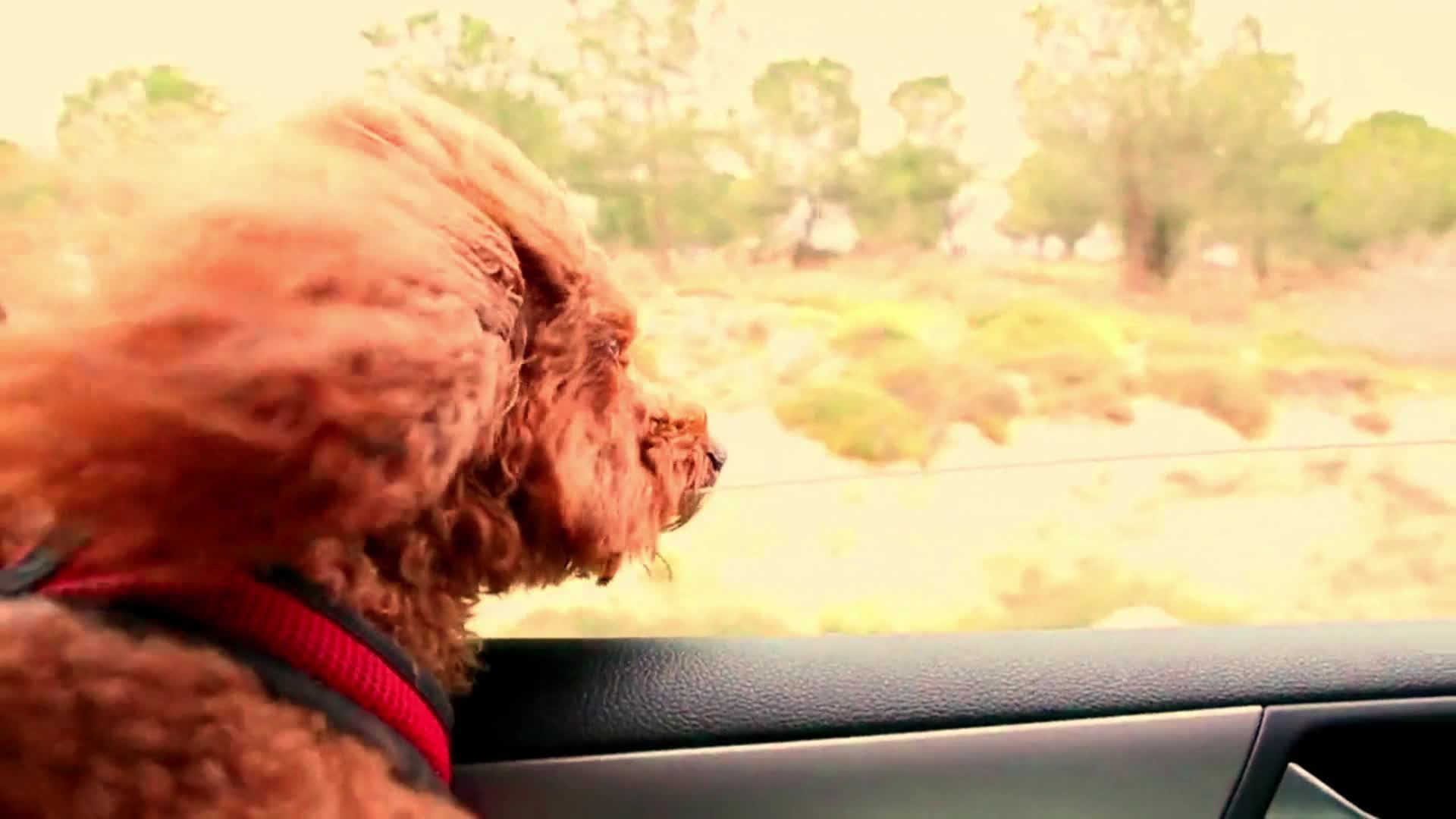 Misplace the rabbits - FilmFreeway