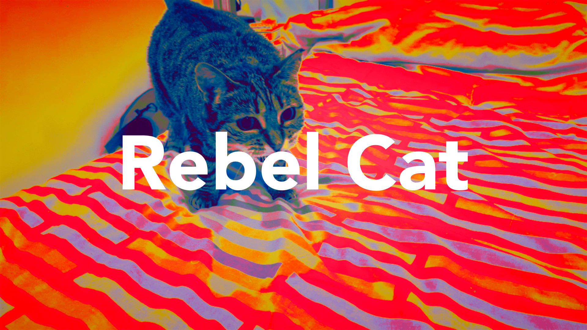 Rebel Cat - FilmFreeway
