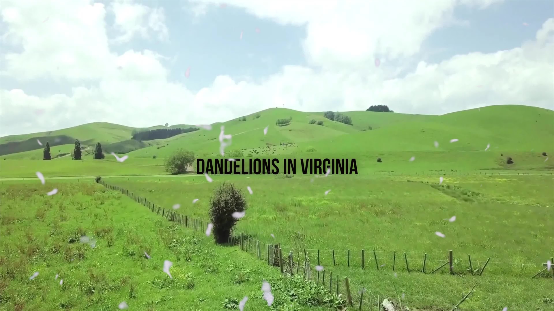 Dandelions in Virginia - FilmFreeway