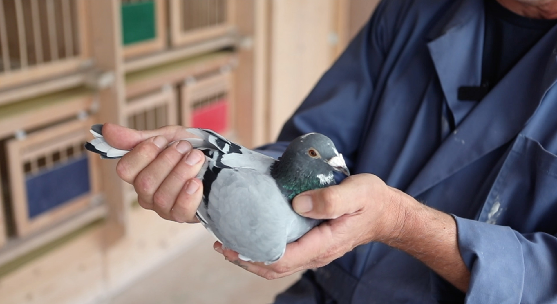 Pigeon Man - FilmFreeway