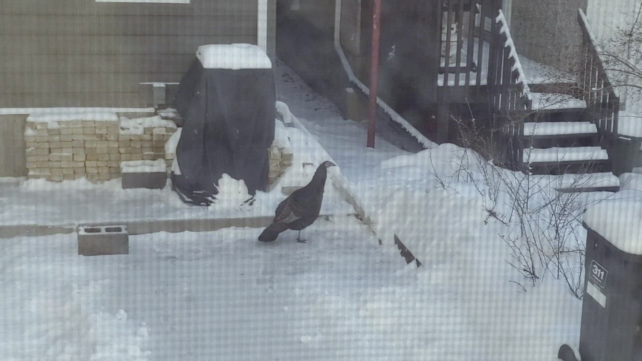 Turkey On Rye - FilmFreeway