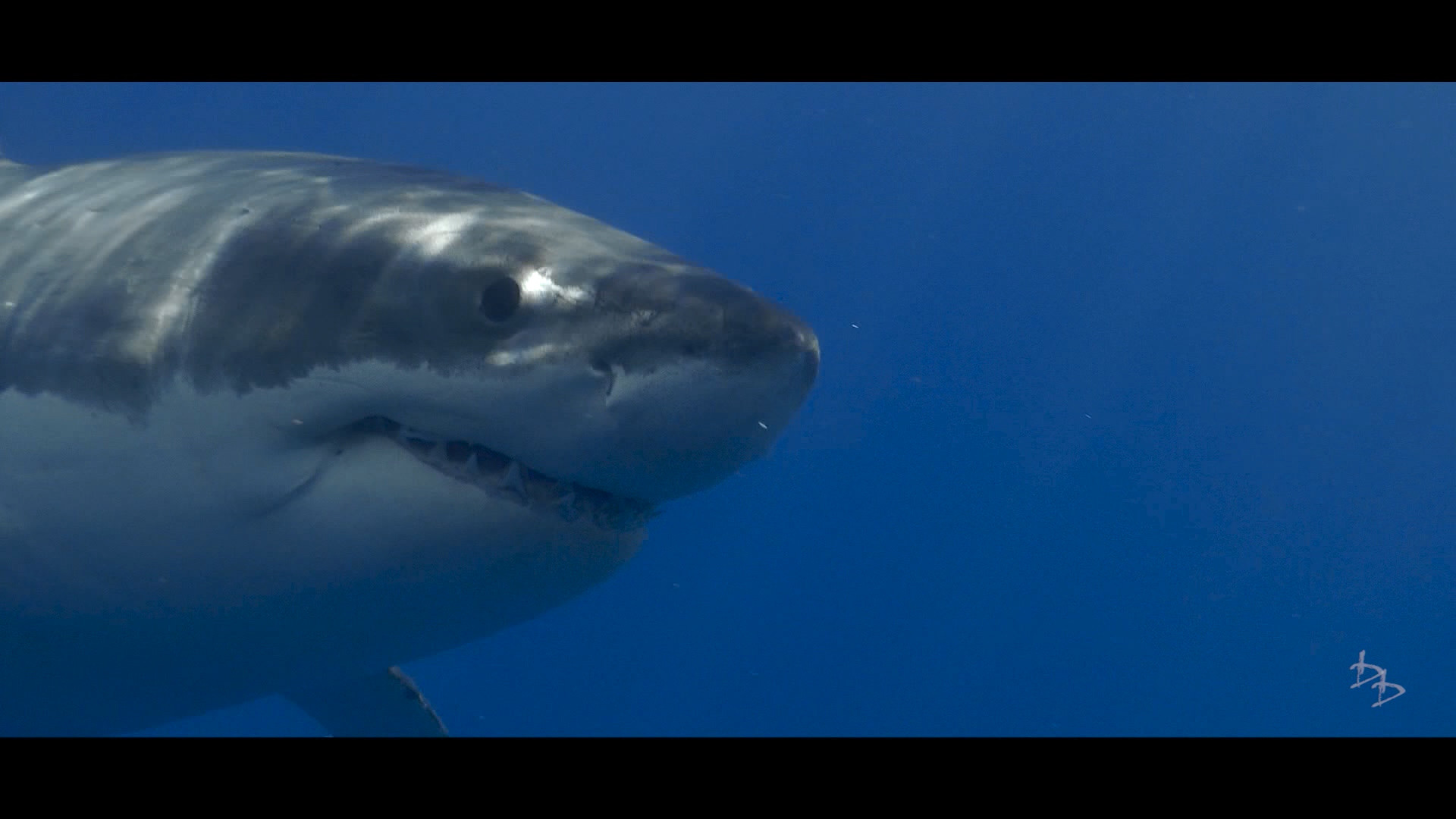 The white sharks of Isla Guadalupe - FilmFreeway