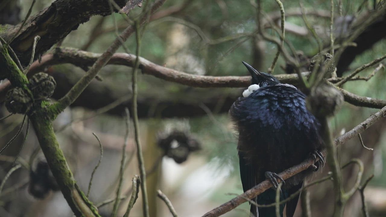 Early Spring - FilmFreeway