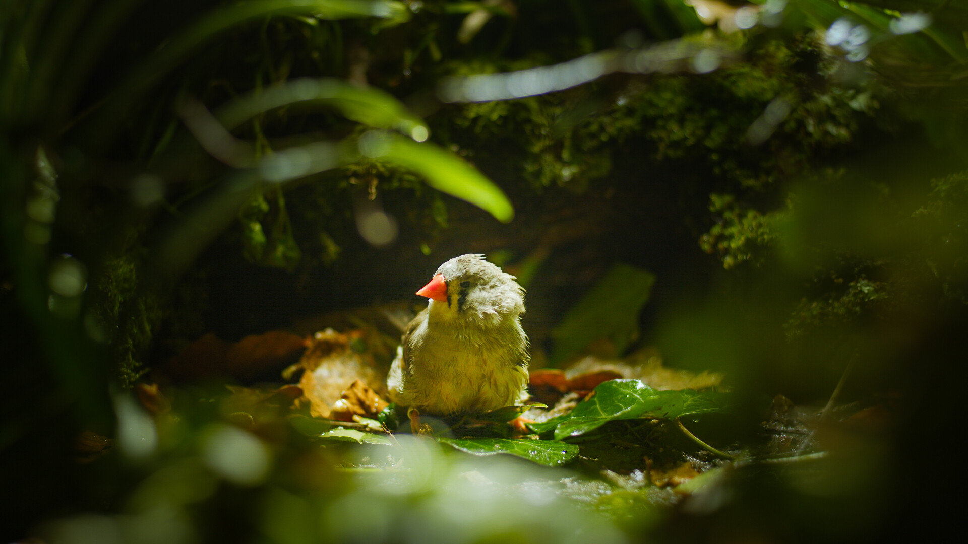 NATURE ATTACK - FilmFreeway