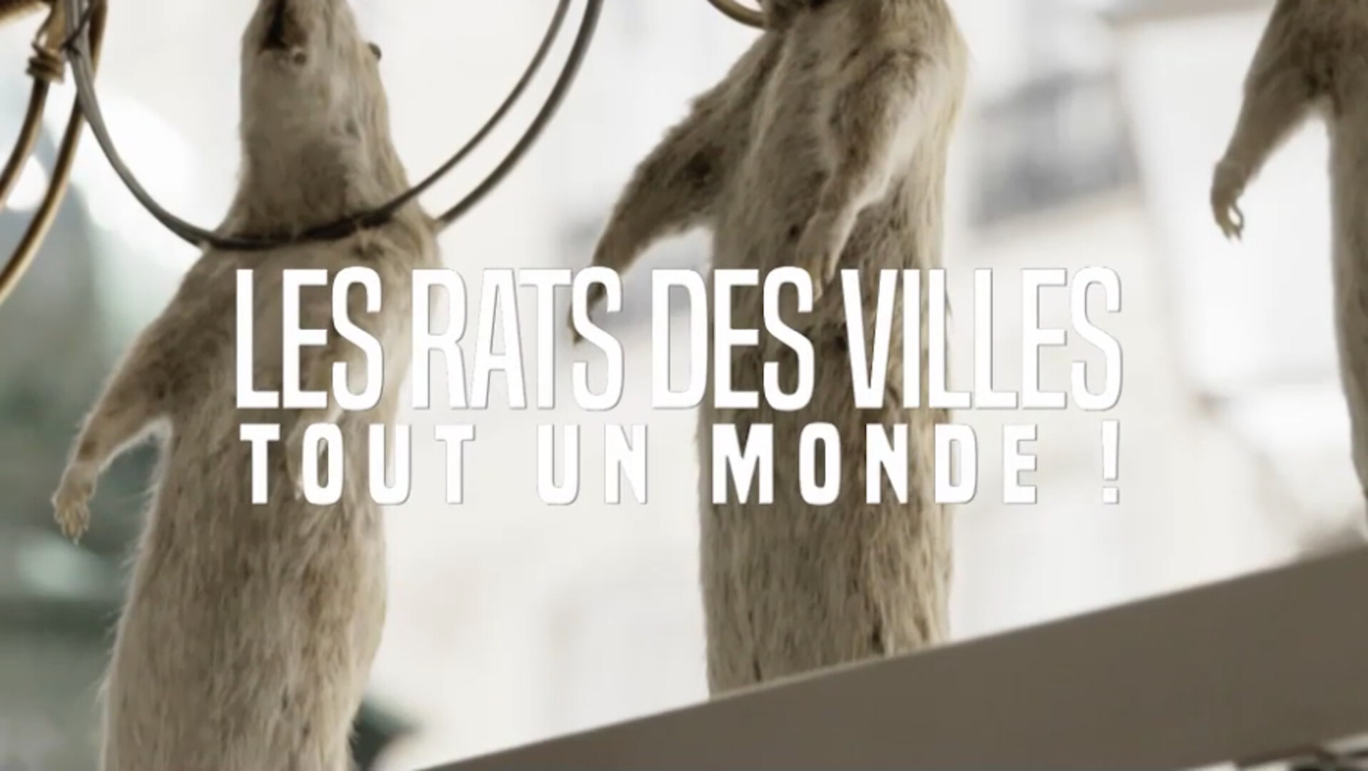 City Rats (Les rats des villes) - FilmFreeway