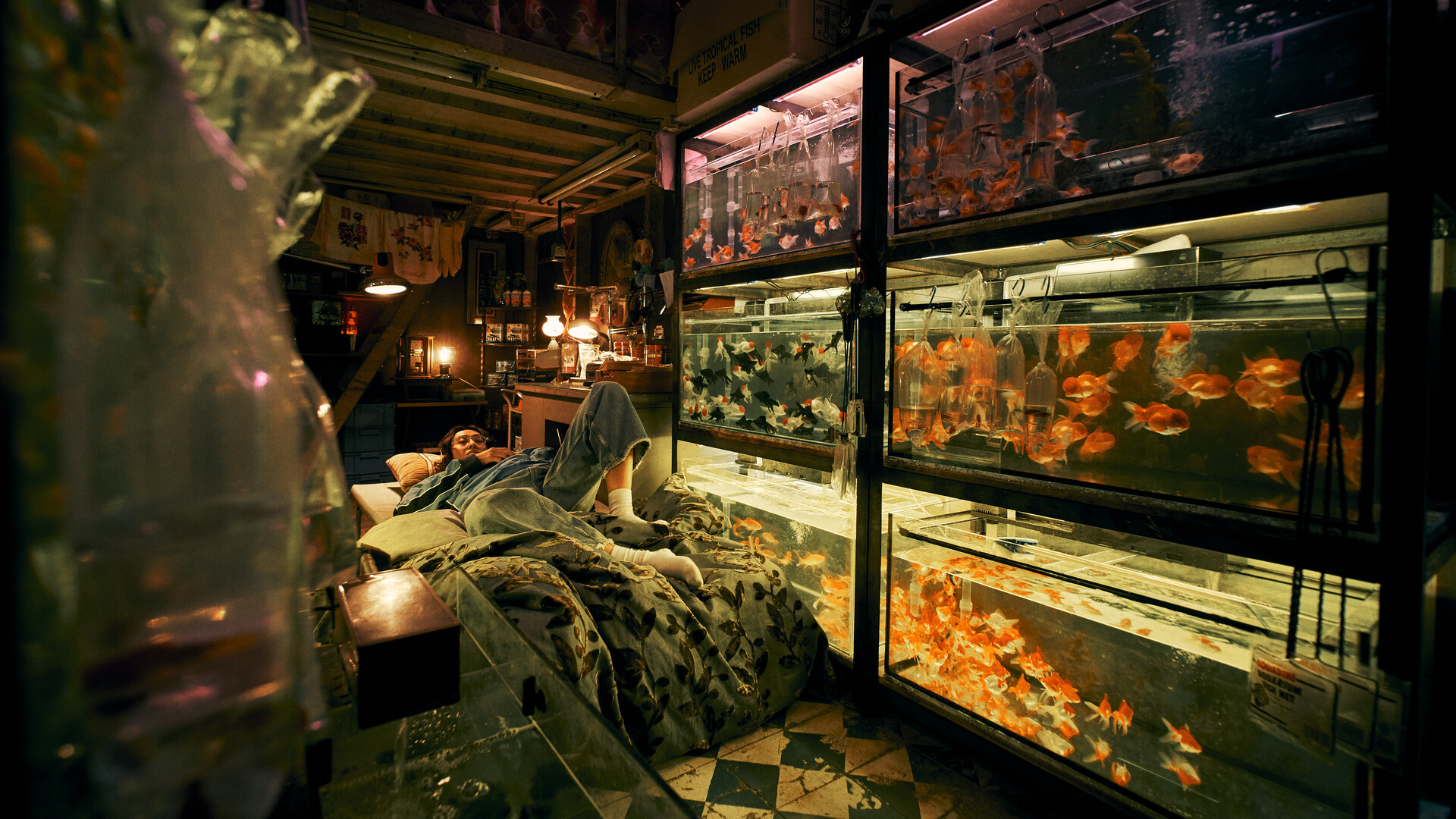 Goldfish - FilmFreeway