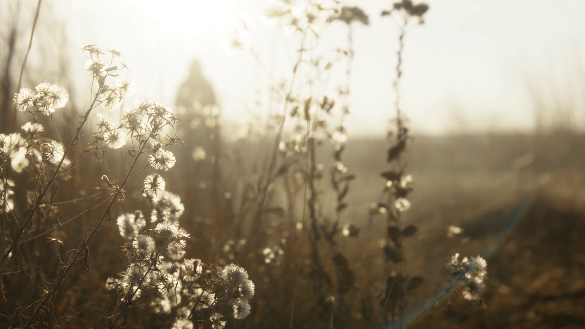 The Dule Tree - FilmFreeway