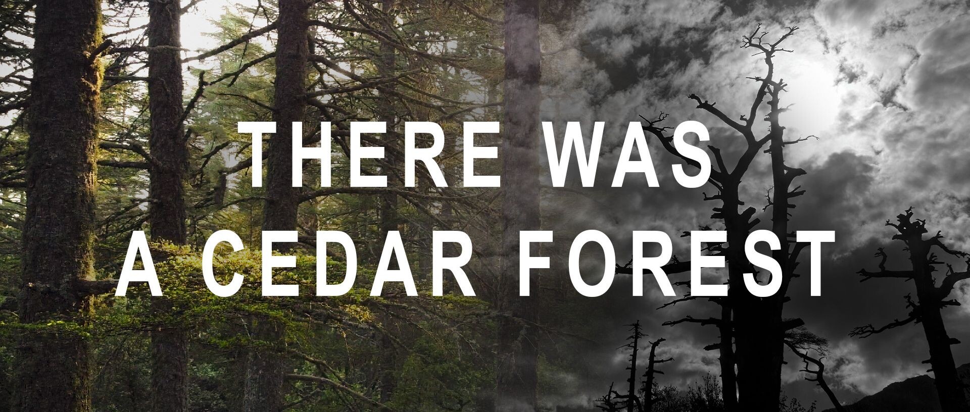 THERE WAS A CEDAR FOREST - FilmFreeway