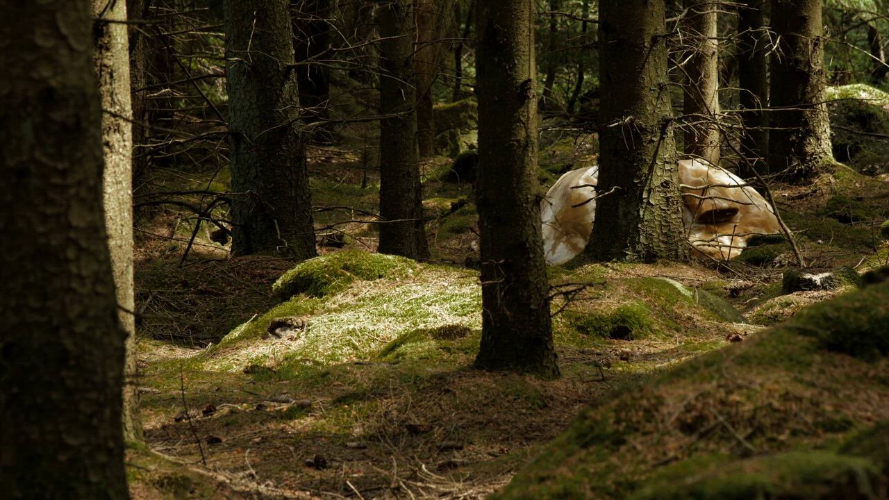 Once in the Forest - FilmFreeway