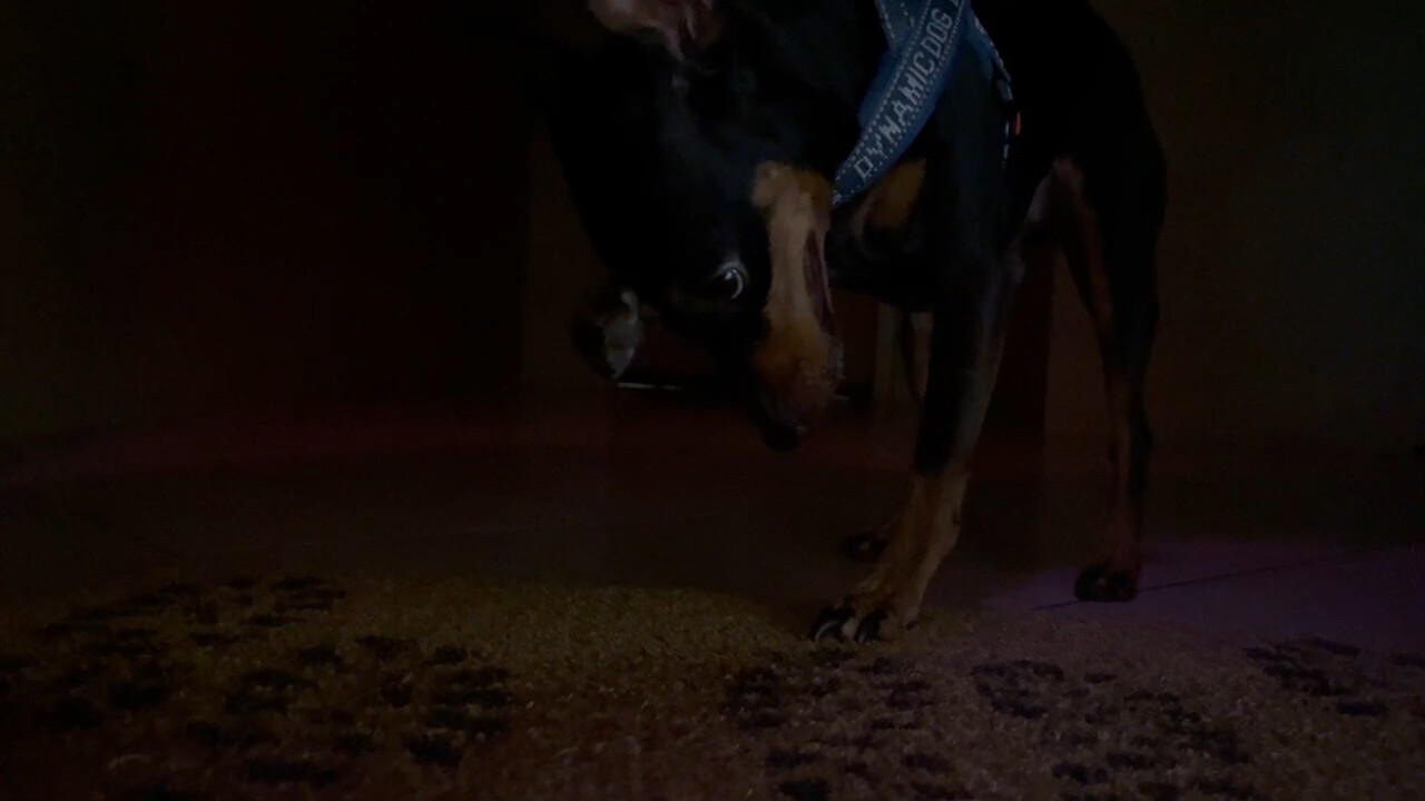 My Dog Is Acting Strange - FilmFreeway