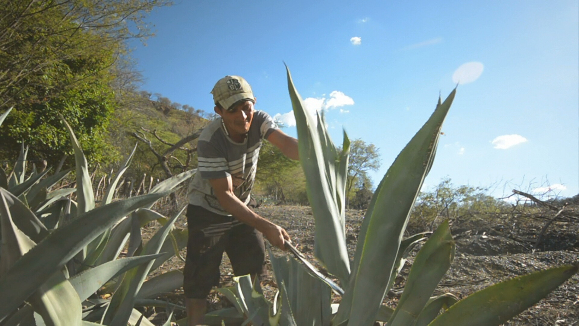The wonderful agave cocui - FilmFreeway